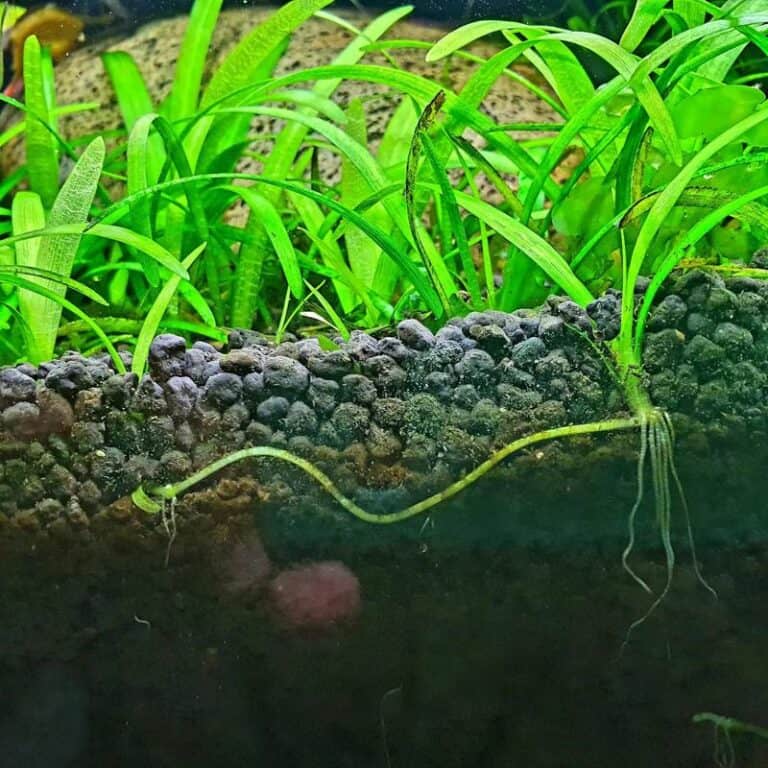 16 Best Aquarium Plants to Reduce Nitrates