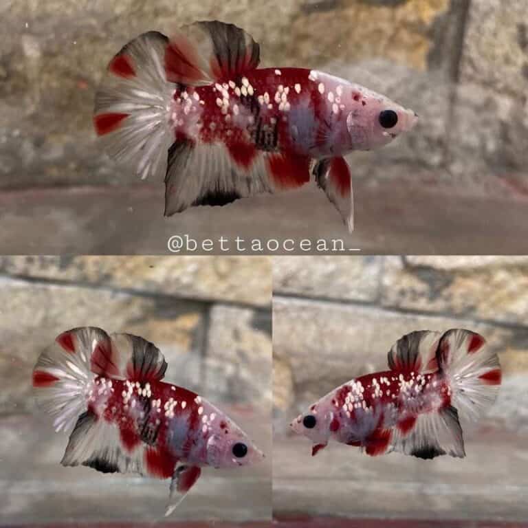 How to Breed Betta Fish? (With Crossbreeding Chart)