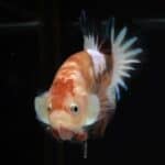 How to Breed Betta Fish? (With Crossbreeding Chart)