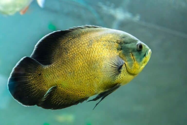 15 Types of Oscar Fish and Their Color Schemes
