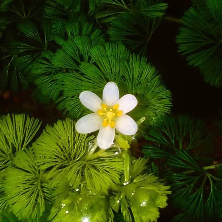 11 Best Floating Aquarium Plants: Authentic & Rooted