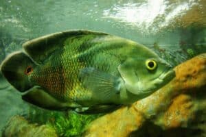 15 Types of Oscar Fish and Their Color Schemes