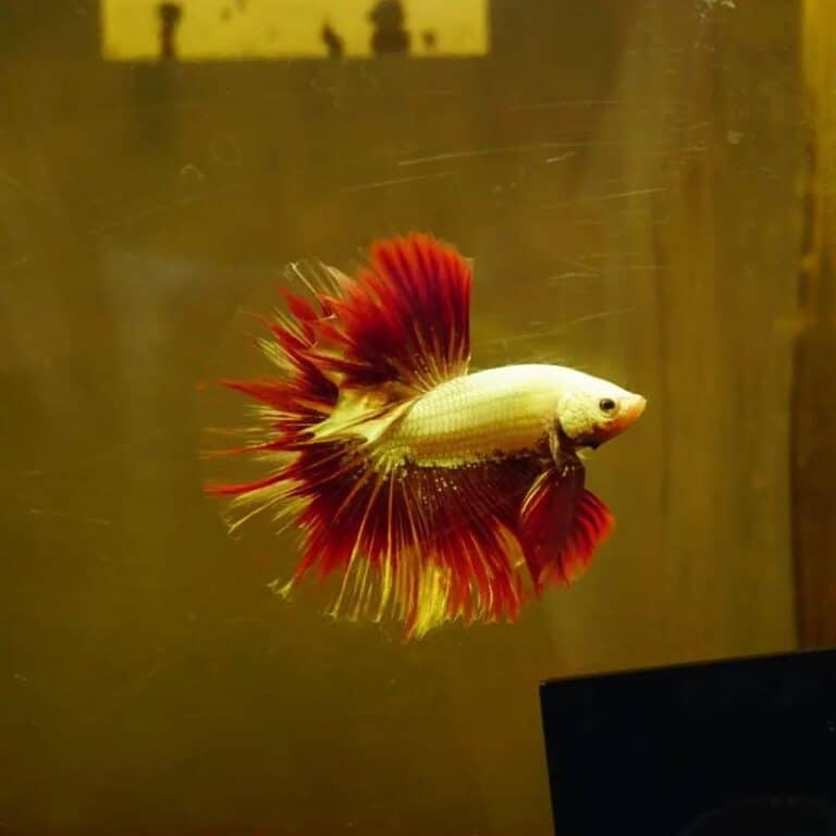 How to Breed Betta Fish? (With Crossbreeding Chart)