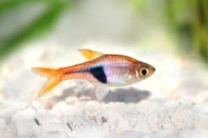 11 Stunning Types of Rasbora for Beginners