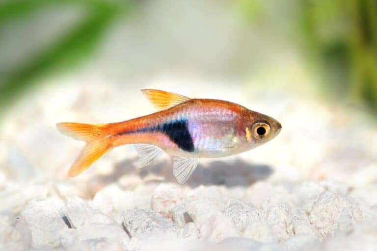 11 Stunning Types of Rasbora for Beginners