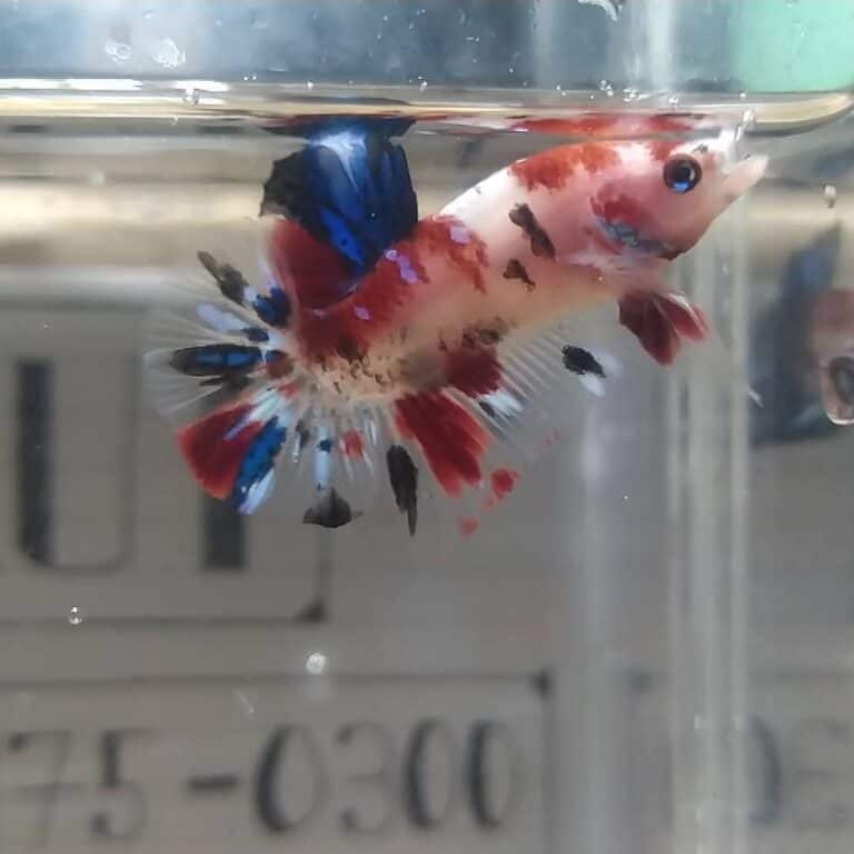 How to Breed Betta Fish? (With Crossbreeding Chart)