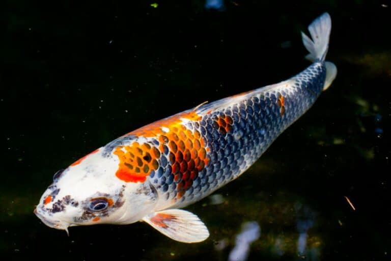 23 Ideal Tank Mates for Your Goldfish - The Aquarium Life