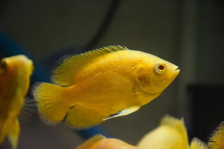 15 Types of Oscar Fish and Their Color Schemes