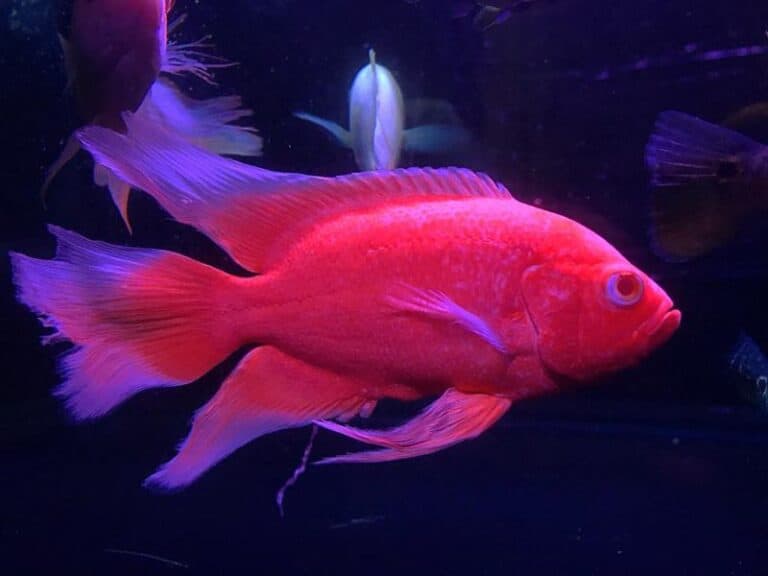 15 Types of Oscar Fish and Their Color Schemes
