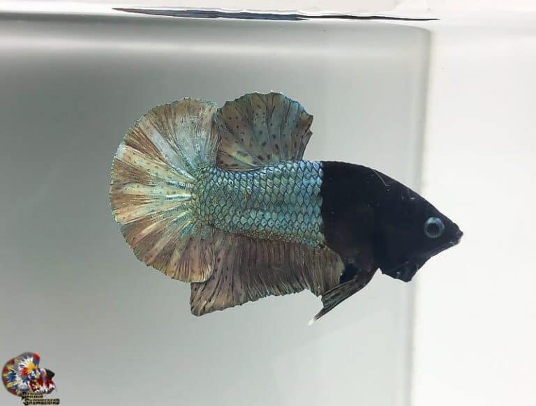 How to Breed Betta Fish? (With Crossbreeding Chart)