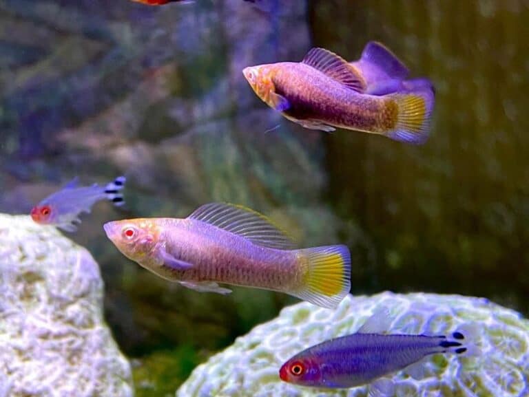 Molly Fish Care: Types, Tank, Food & More