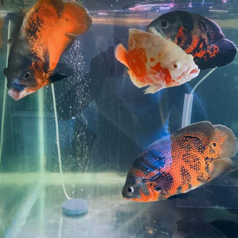 15 Types of Oscar Fish and Their Color Schemes