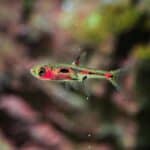 11 Stunning Types of Rasbora for Beginners