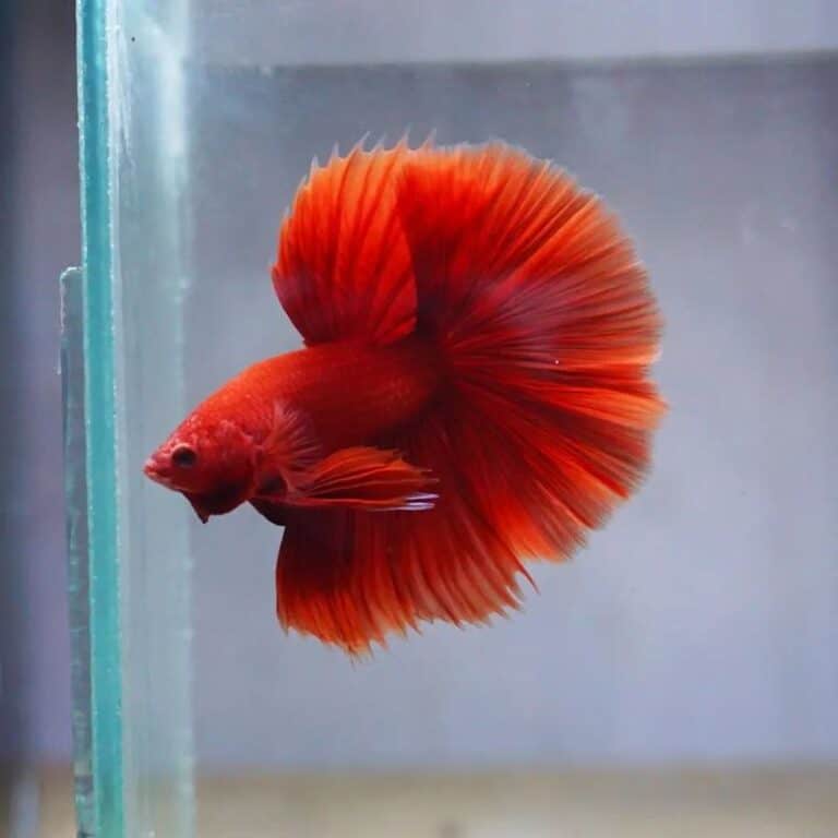 How to Breed Betta Fish? (With Crossbreeding Chart)