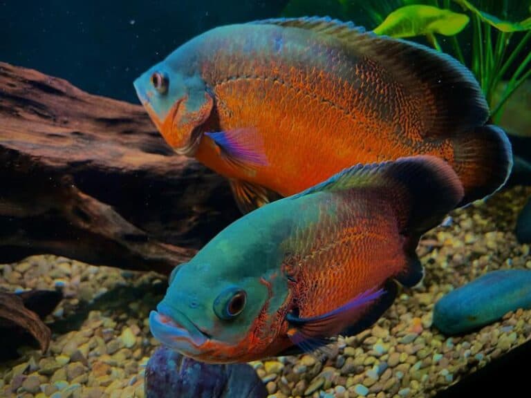 15 Types of Oscar Fish and Their Color Schemes