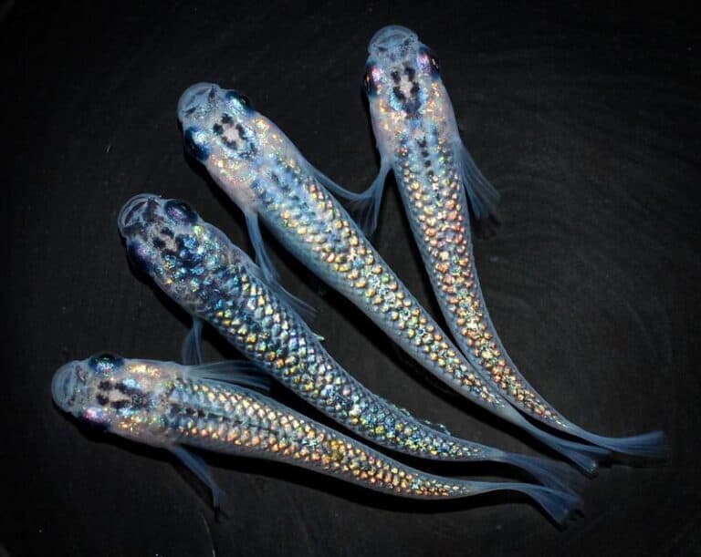 23 Ideal Tank Mates for Your Goldfish - The Aquarium Life