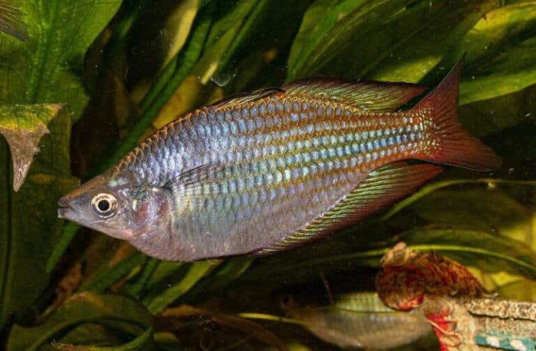 23 Ideal Tank Mates for Your Goldfish - The Aquarium Life