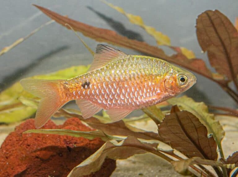 23 Ideal Tank Mates for Your Goldfish - The Aquarium Life