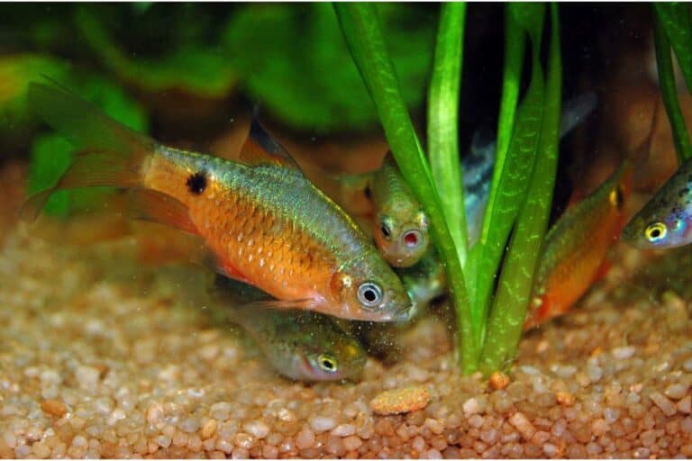 13 Ideal Tank Mates for Your Tiger Barb - The Aquarium Life