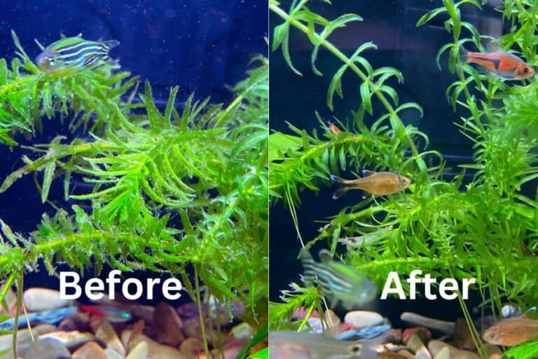 14 Best Algae Eaters: Snails, Shrimps & Fish