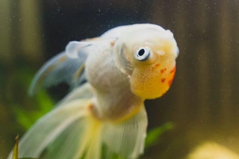 Goldfish Turning White: 7 Reasons & What to Do