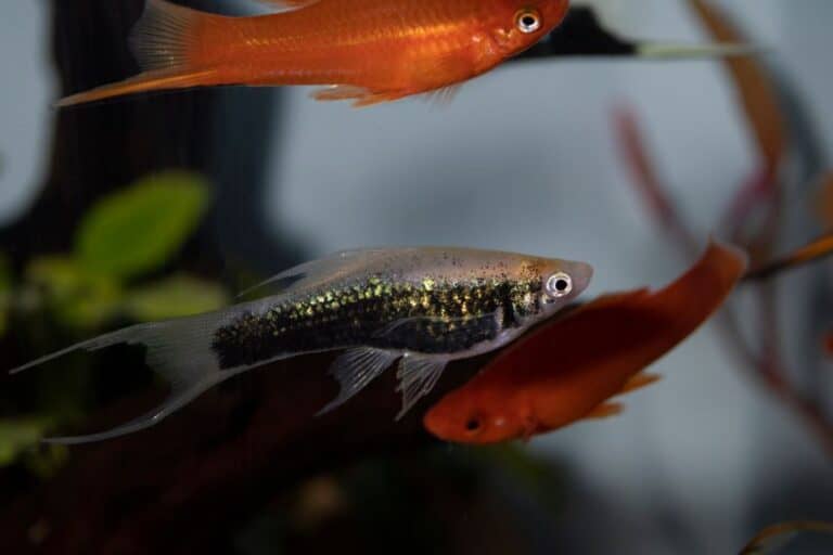12 Ideal Bala Sharks Tank Mates - The Aquarium Life
