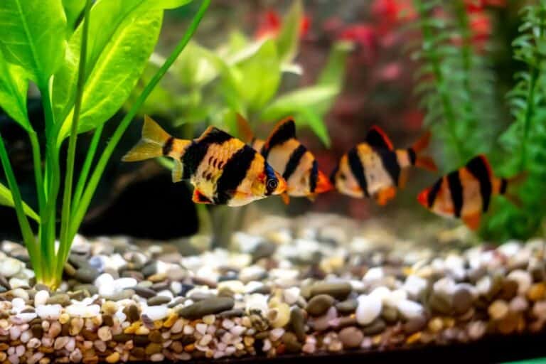 Top 18 Types of Barb Fish: Ranked - The Aquarium Life