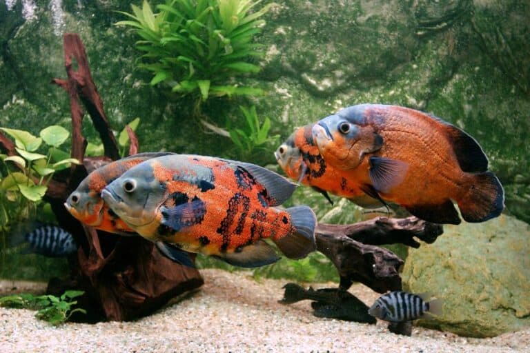 15 Types of Oscar Fish and Their Color Schemes