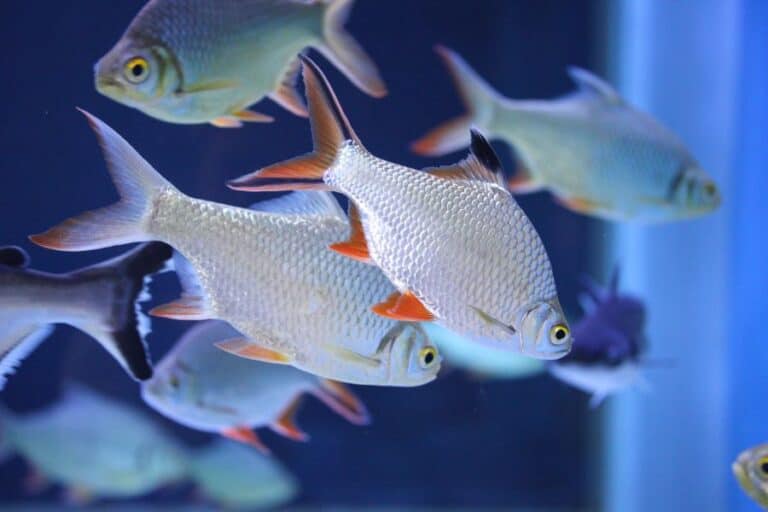 Top 18 Types of Barb Fish: Ranked - The Aquarium Life