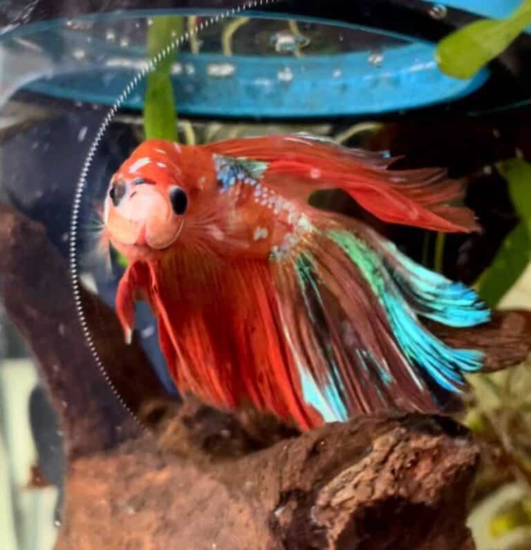 How to Breed Betta Fish? (With Crossbreeding Chart)