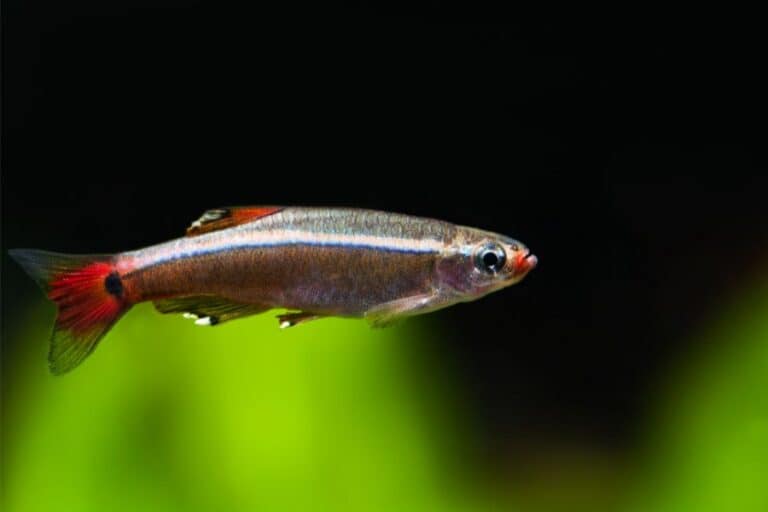 9 Best Small Fish for 1 Gallon Tank: Long Term & Short Term