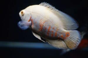 15 Types of Oscar Fish and Their Color Schemes