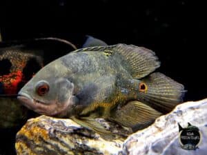 15 Types of Oscar Fish and Their Color Schemes