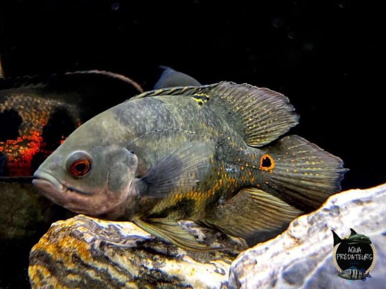 15 Types of Oscar Fish and Their Color Schemes
