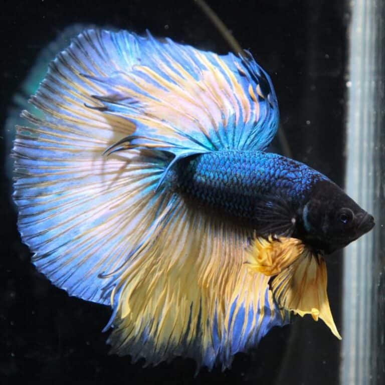 How to Breed Betta Fish? (With Crossbreeding Chart)