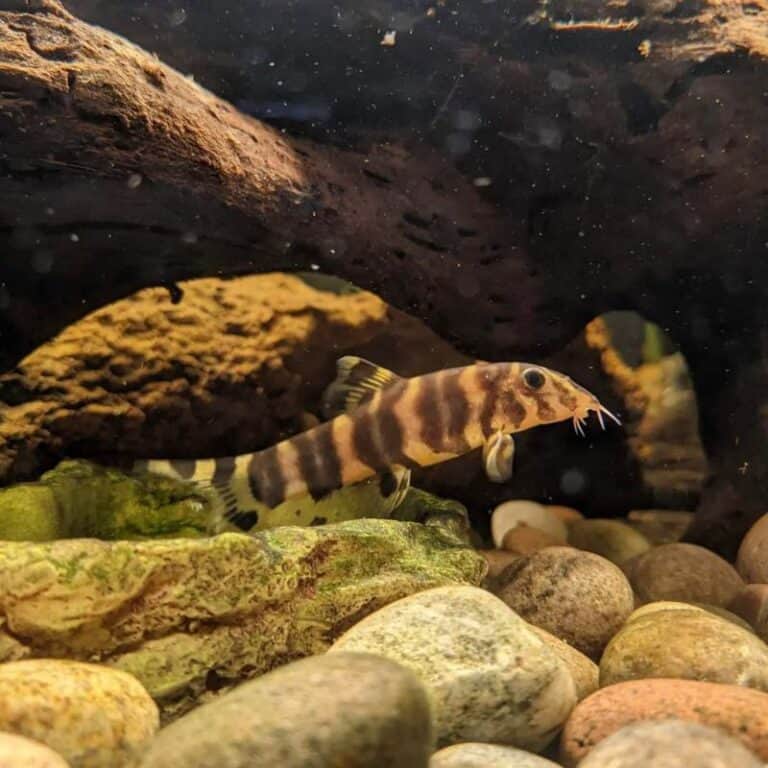 17 Best Cichlid Tank Mates: An Ultimate Guide - Our Aquarium Life