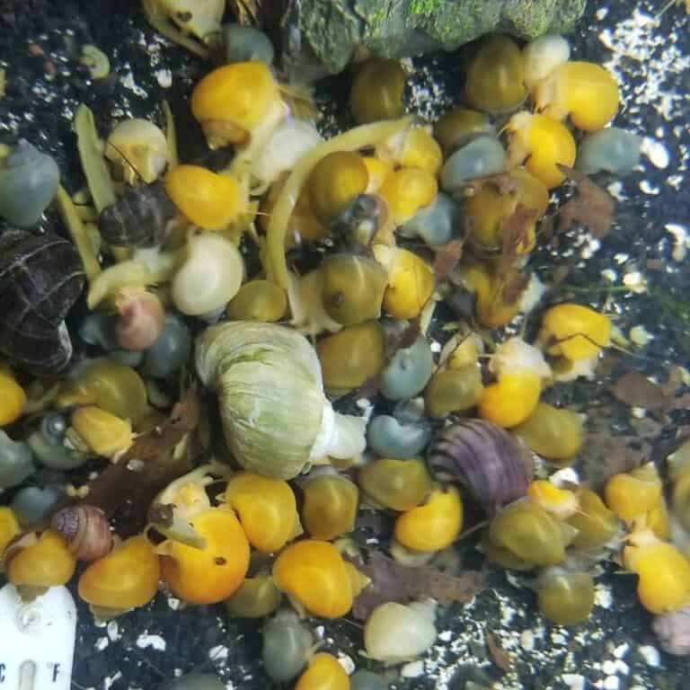 What Are Mystery Snails? How To Care? - The Aquarium Life