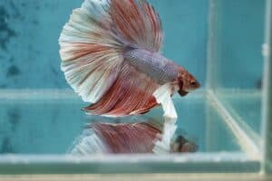 10 Common Betta Fish Behaviors Before Death