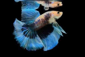 The Best Water Temperature for Betta Fish