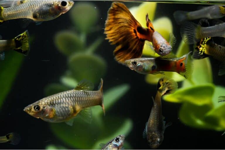20 Types of Tropical Fish for Your Aquarium