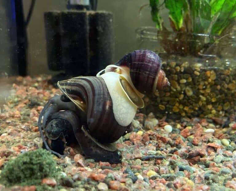 What Are Mystery Snails? How To Care? - The Aquarium Life