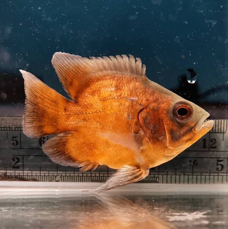 15 Types of Oscar Fish and Their Color Schemes