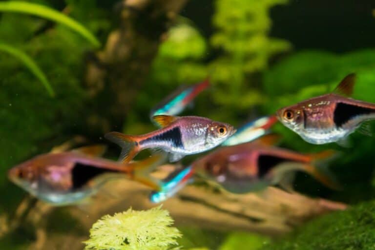 11 Stunning Types of Rasbora for Beginners