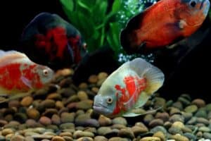 10 Most Aggressive Aquarium Fish & How To Deal With It