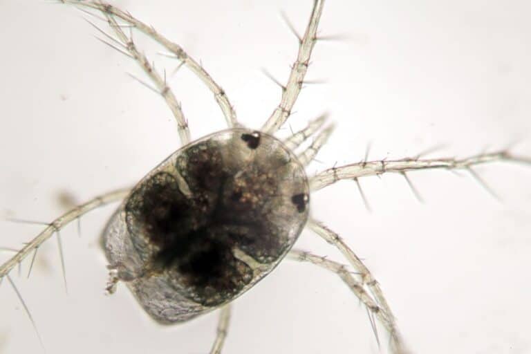 What Are Water Mites? Are They Harmful?