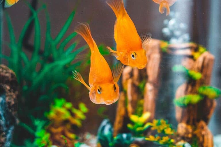 23 Ideal Tank Mates for Your Goldfish - The Aquarium Life