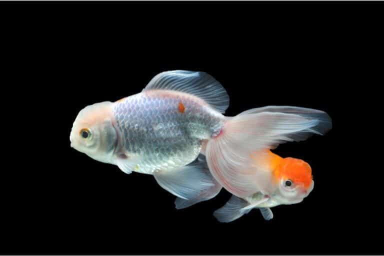 Goldfish Turning White: 7 Reasons & What to Do