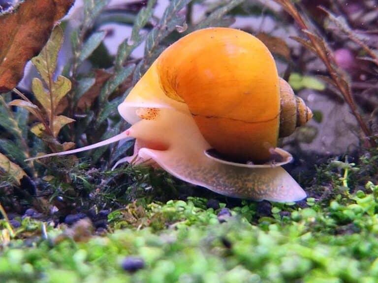 What Are Mystery Snails? How To Care? - The Aquarium Life