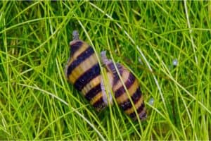 Assassin Snail Care Guide: Truth of The Killer Snail