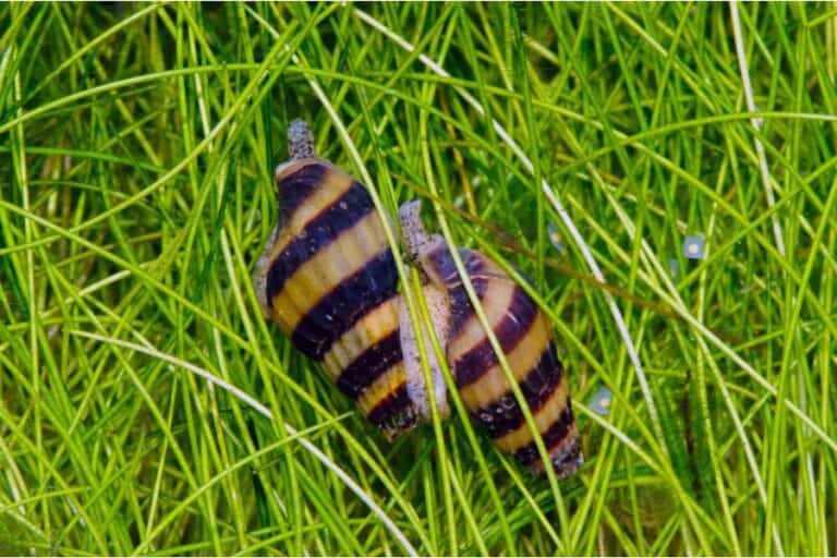 Assassin Snail Care Guide: Truth of The Killer Snail